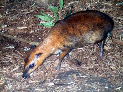 Mouse Deer, Denver Zoo 2001
